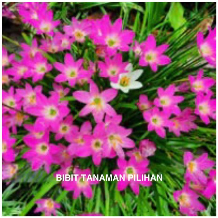 Jual BIBIT KUCAI BUNGA PINK UNGU TANAMAN HIAS TULIP LILY HUJAN LILI ...