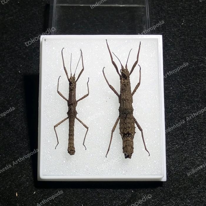 Jual AWETAN STICK INSECT ASLI INDONESIA DALAM AKRILIK BOX - Jakarta ...