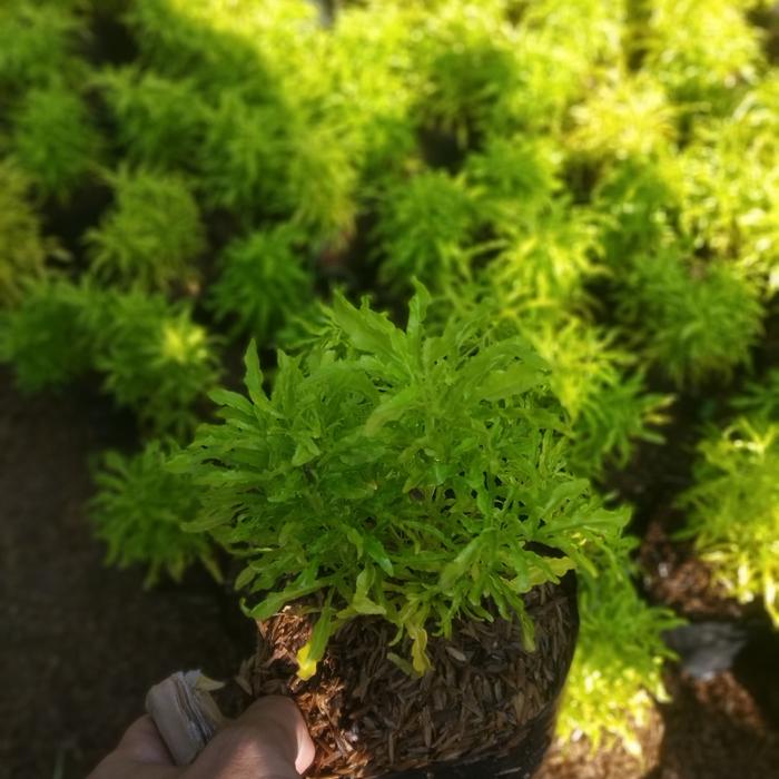 Jual tanaman hias brokoli kuning // Golden False Aralia - Kab. Bogor ...
