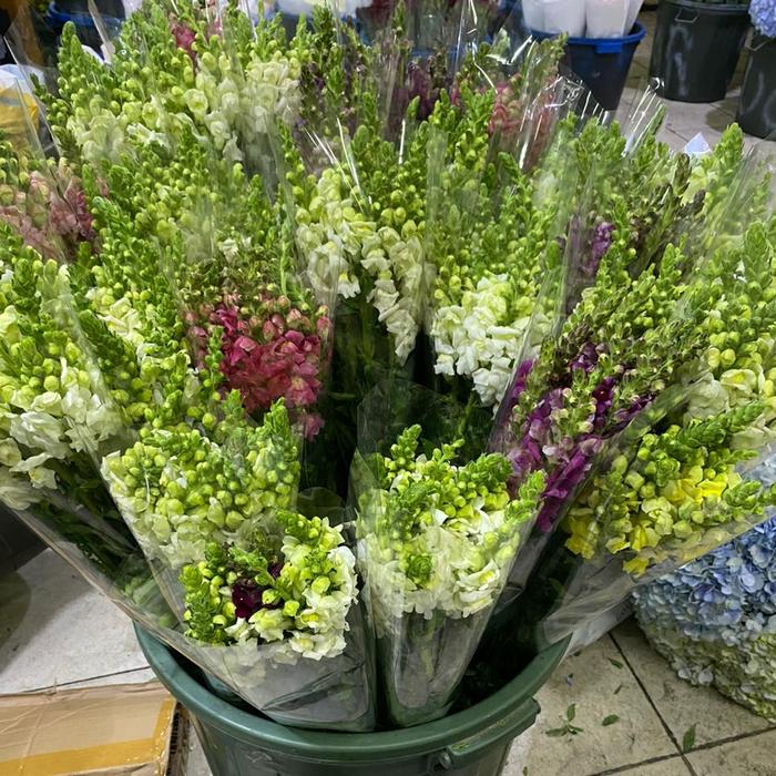 Jual Bunga Snapdragon fresh - Jakarta Barat - Florist JKT | Tokopedia