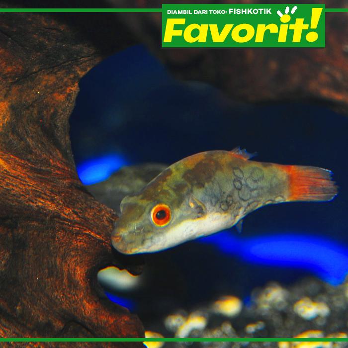 Jual Mini Red Eye Puffer Fish Ikan Hias Aquascape Hiasan Aquarium ...