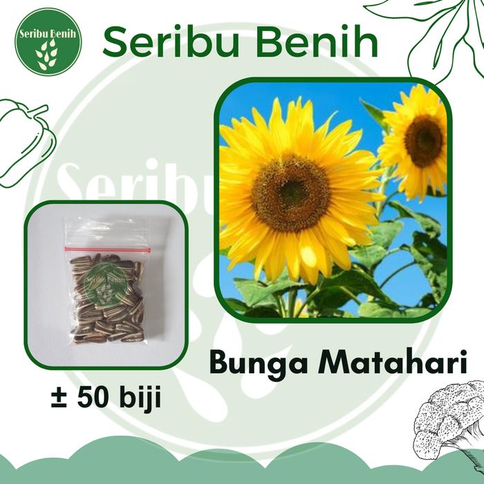 Jual 50 Benih Bunga Matahari Kuning Unggul - Bibit Bunga Sunflower ...