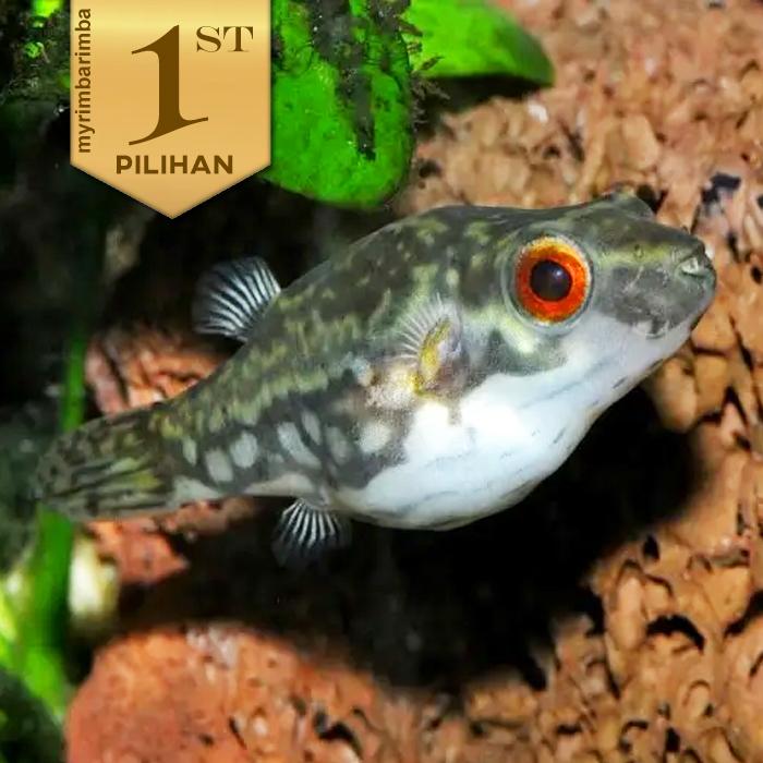 Jual Mini Red Eye Puffer Fish Ikan Hias Aquascape Hiasan Aquarium ...