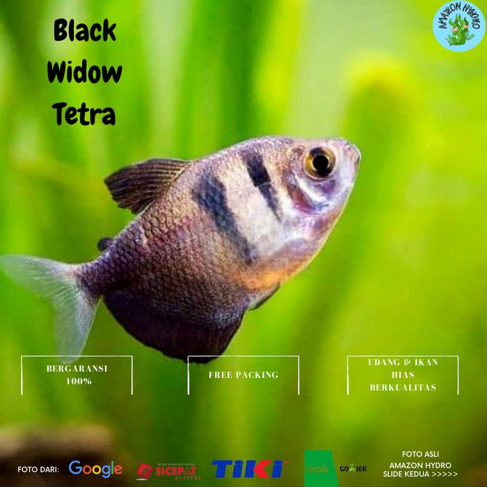 Jual Ikan Hias BLACK TETRA/Ikan hias black tetra ikan aquascape ...