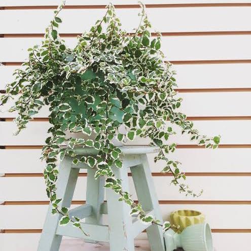 Jual Ficus Pumila Variegated Creeping Fig | Dollar Rambat Varigata ...