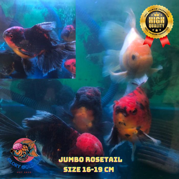 Jual Ikan Mas Koki Oranda Rose Tail Jumbo Pancawarna PW Kirin Calico ...
