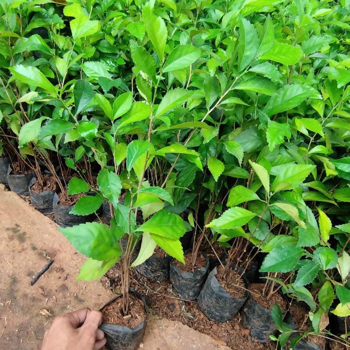 Jual tanaman pagar teh tehan | pohon teh tehan pangkas - Kab. Bogor ...