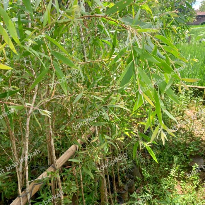 Pohon Kayu Putih