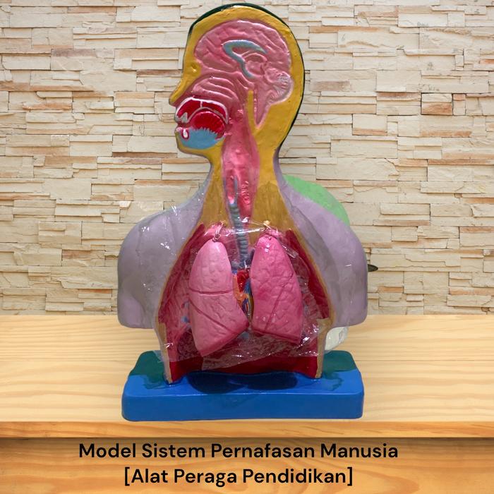 Jual Alat peraga model pernafasan manusia-Torso pernafasan[Produk ...