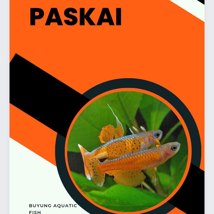 Jual ikan pseudomugil paskai-ikan hias-ikan hias aquascape-ikan hias ...