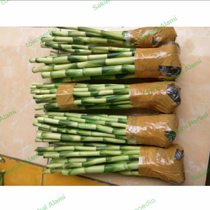 Promo stek tanaman bambu hoki isi 10 batang stek - Kota Bekasi - Sakura ...