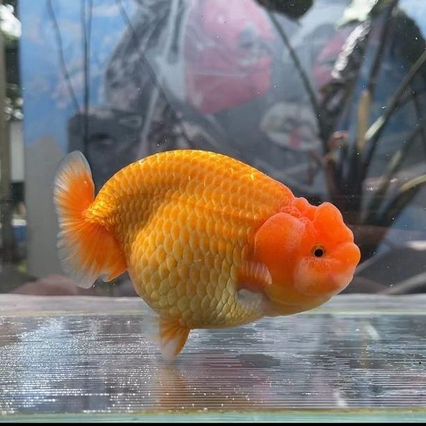 Jual ikan koki ranchu lion head grade a quality - Jakarta Timur ...