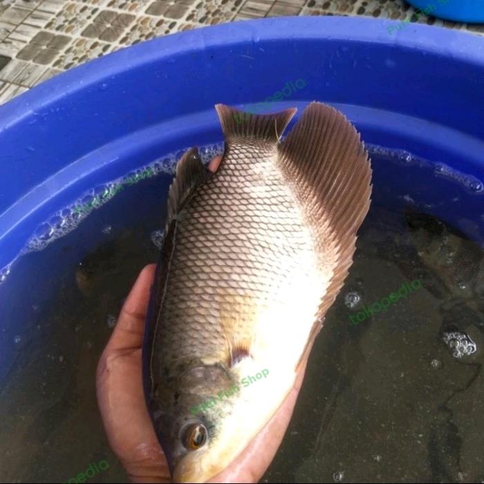 Jual Bibit gurame soang 5 jari/ndampal calon indukan murah berkualitas ...