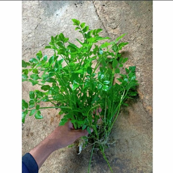 Promo bibit tanaman tespong atau seledri hutan - Jakarta Selatan ...