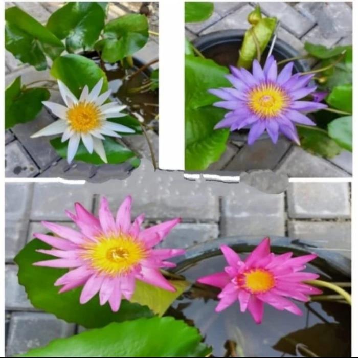 Jual tanaman teratai air bunga / tanaman hias bunga teratai / tanaman ...