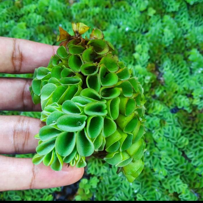 Jual salvina molesta - tanaman air - tanaman aquascape - tanaman apung ...