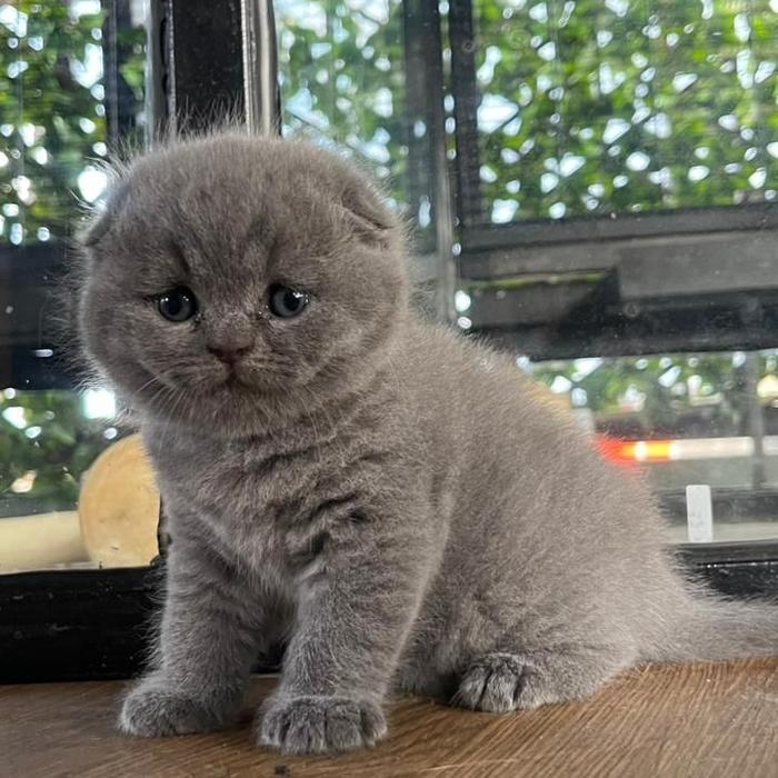 Jual Kucing Scottish Fold Triple Fold Blue Betina - Jakarta Selatan ...
