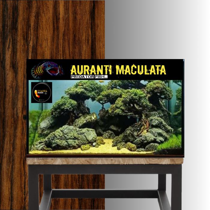 Jual LIST STICKER AQUARIUM CHANA | SNAKEHEAD FISH - code 1, 100x10cm ...