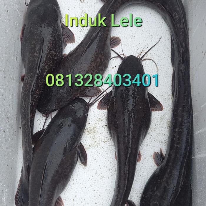 Jual Induk Lele Mutiara dan Sangkuriang - Kab. Kebumen - Sangkuriang ...