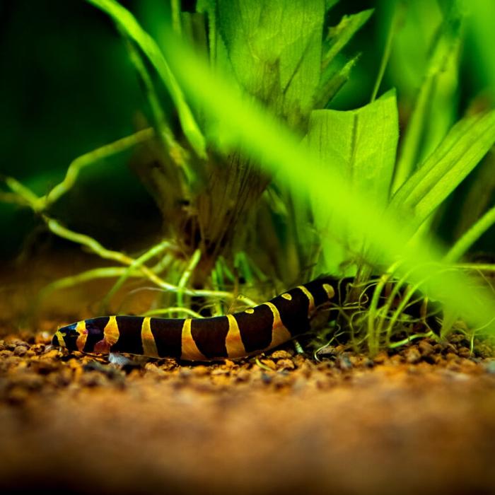 Jual Striped Kuhli Loach / Ikan hias air tawar/ aquascape - Jakarta ...