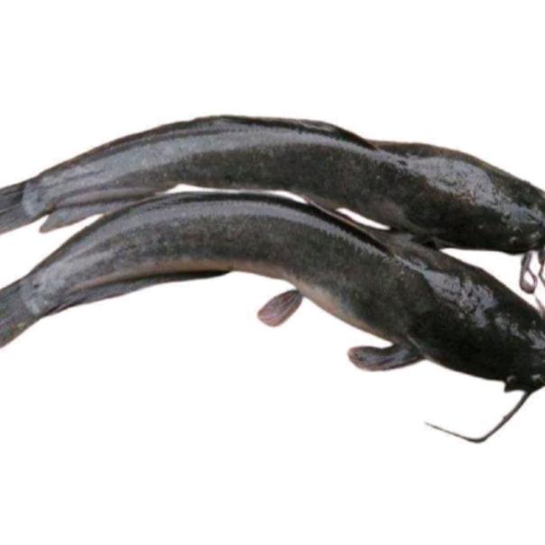 Jual Ikan lele segar 500gram - Kota Bekasi - kitchen shabira | Tokopedia