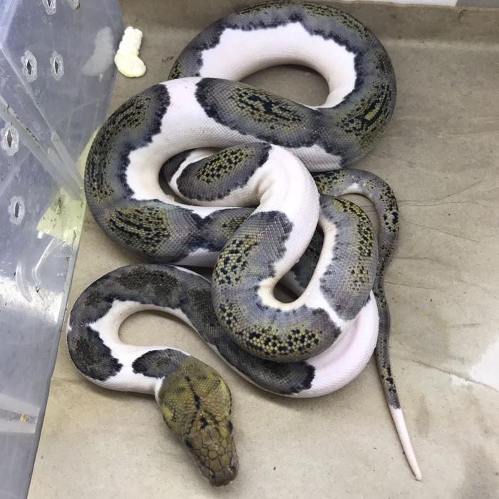 Jual Tiger pied retic baby - Kota Blitar - Mormarpf | Tokopedia