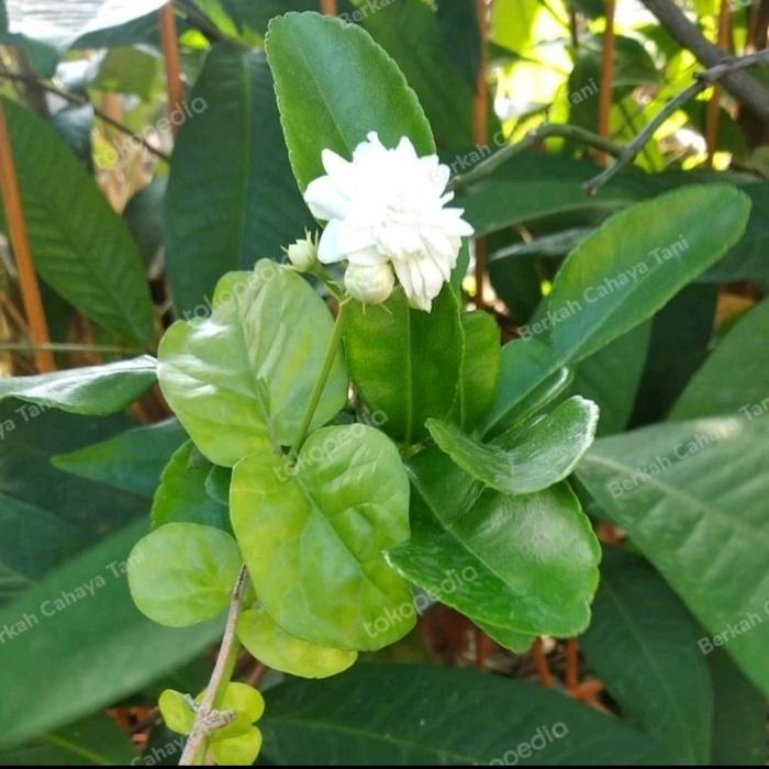 Jual Pohon Melati Keraton-Bibit Tanaman Bunga Melati Tumpuk Wangi - Kab ...