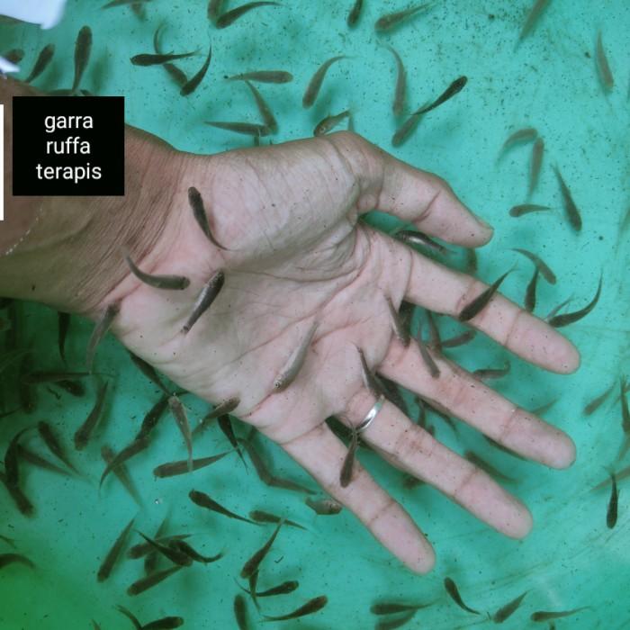Jual Garra Rufa Turky- Gararufa Turki | Ikan Terapi | Doctor Fish 2-2,5 ...