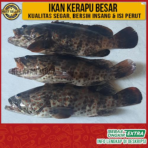 Jual Ikan Kerapu/Grouper Fish 500gr isi 1-2pcs-Ikan Kerapu Segar ...