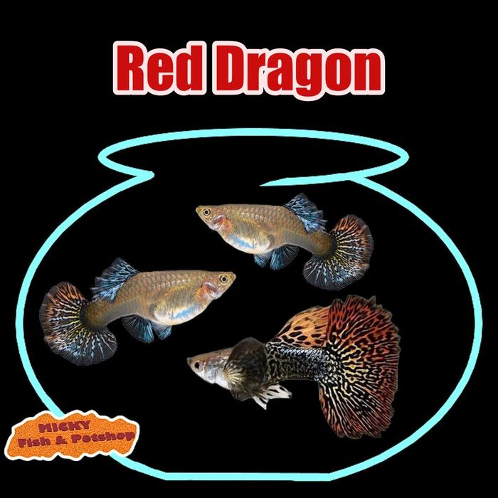 Jual TRIO Guppy Red Dragon Big Ear Indukan Jantan 1 Jantan 2 Betina ...