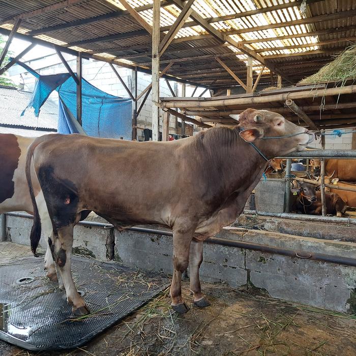 Jual Sapi kurban 550 KG - Kota Bekasi - Rumah Batu Alam KA | Tokopedia