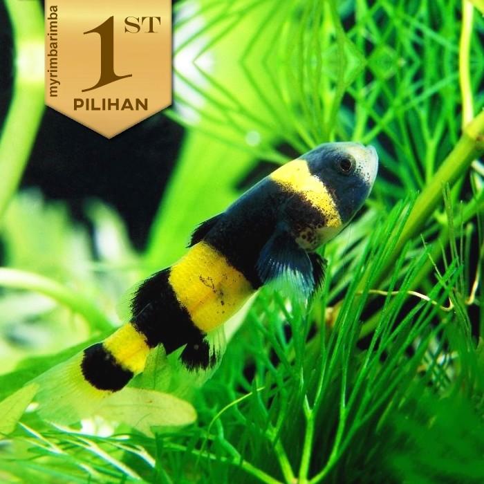 Jual Anakan Mini Goby Bumblebee Ikan Hias Aquascape HIasan Aquarium Micro - Jakarta Barat ...