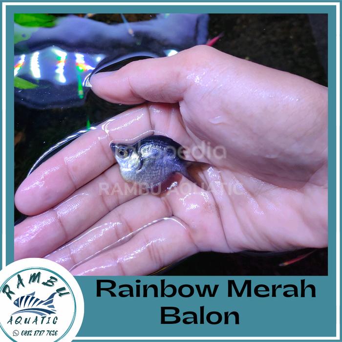 Jual Ikan Hias Rainbow Red Balon Grade A / Ikan Rainbow Merah Balon ...