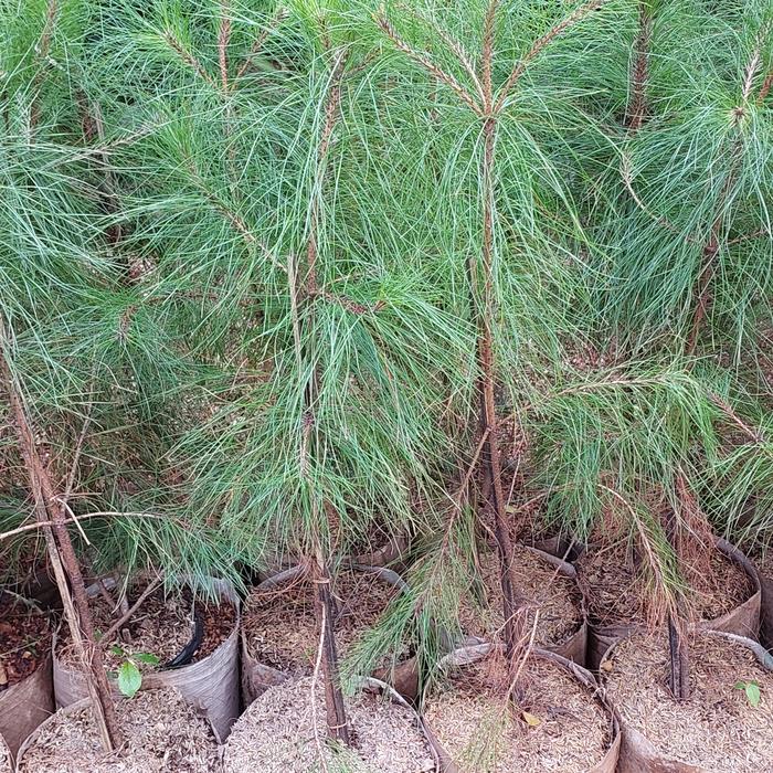 Jual Pohon cemara pinus 1 meter - Jakarta Barat - dayplant landscape ...