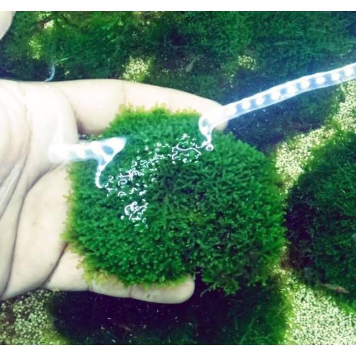 Jual Moss Ricardia mini clump full air tanaman aquascape - Kab ...