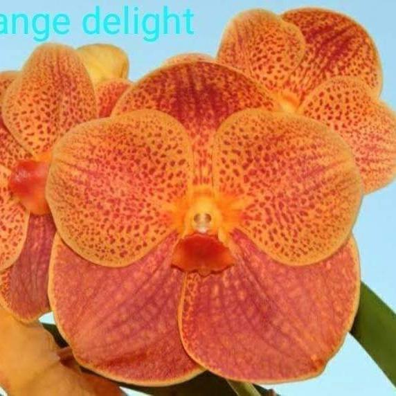 Jual Seedling atau bibit anggrek vanda orange delight - Kab. Malang ...