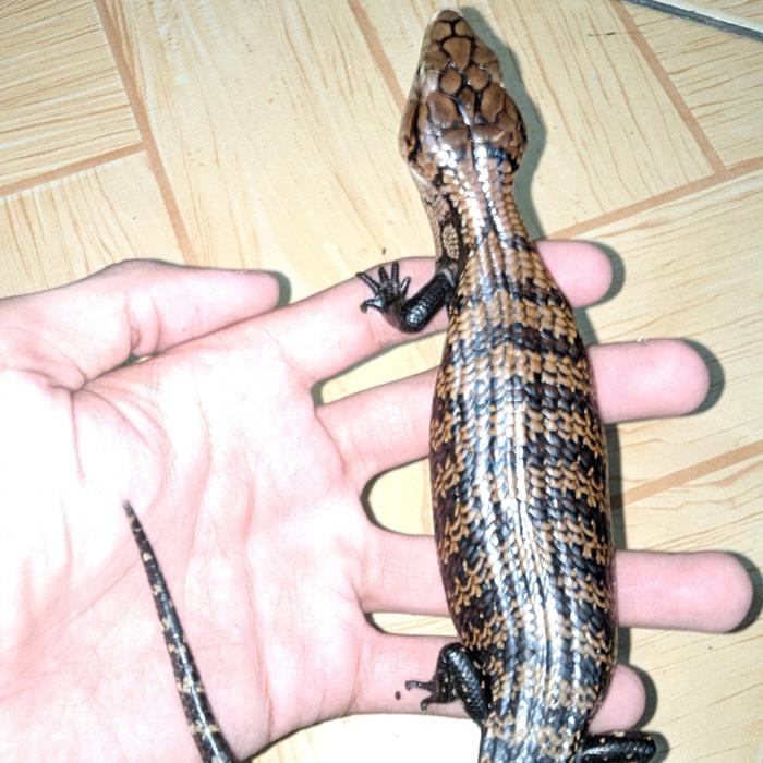 Jual baby kadal panana/blue tongue skink termurah - Kota Tangerang ...