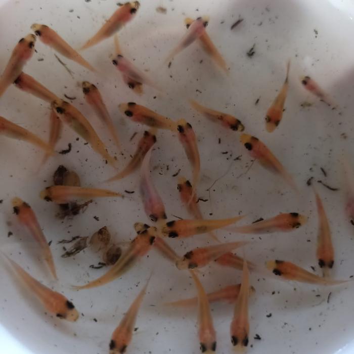 Jual ikan nila bangkok ukuran nguaci 50 ekor - Kota Depok - Fish Arya ...