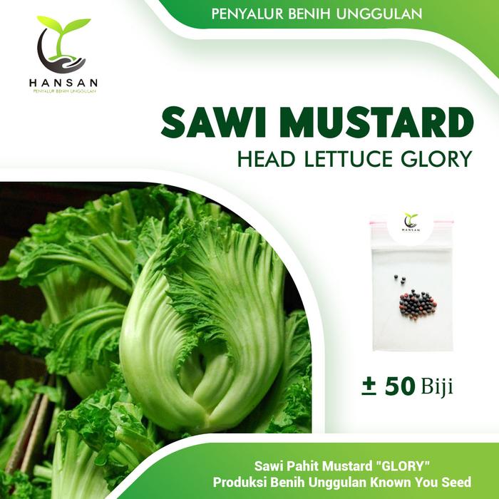 Jual 50 Benih Sawi Mustard Head Lettuce Glory Sayuran Pahit Known You ...