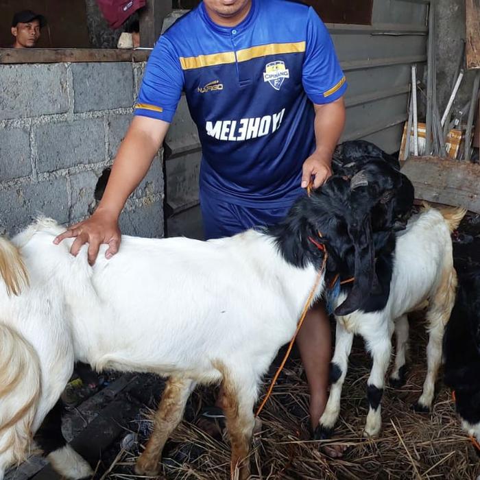 Jual hewan qurban kambing domba mulai 2 juta - Jakarta Timur - barkah shop | Tokopedia