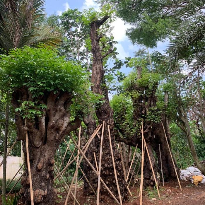 Jual Pohon Balibong Tanaman Fosil Pelindung Batang Besar Rimbun ...