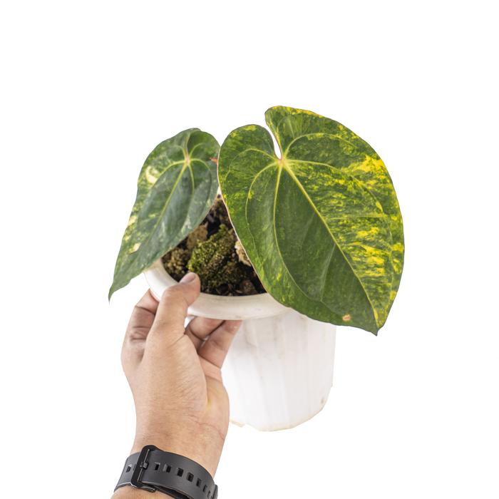 Jual Tanaman Hias Aroid Jenis Anthurium Ace Of Spades Variegated - Kab ...