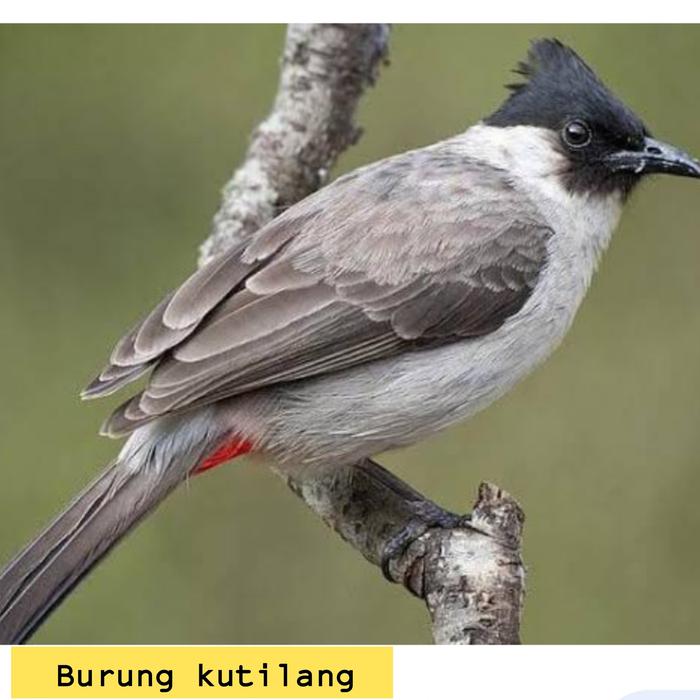 Jual burung kutilang kampung dewasa - Jakarta Barat - Zaini Canary ...