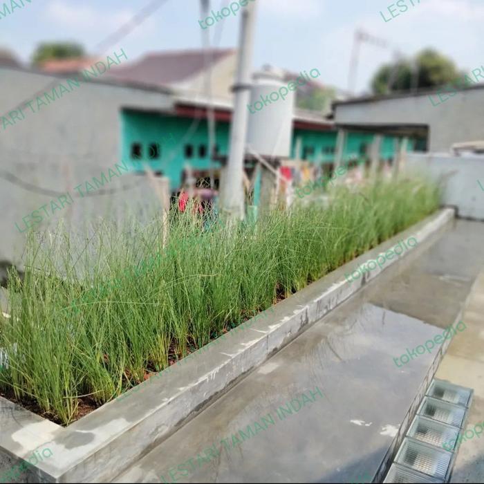 Jual tanaman ilalang ekor kuda pohon alang alang buntut kuda love grass ...