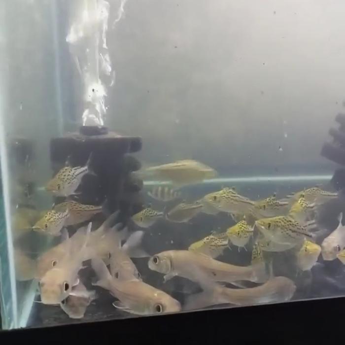 Jual juleni barb ikan julieni barb - Jakarta Selatan - ChannaCiganjur ...