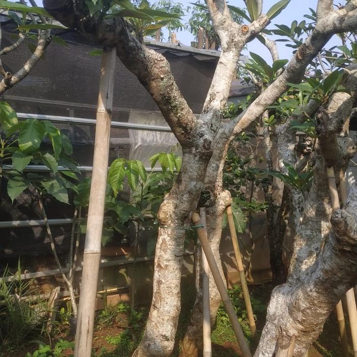 Jual Pohon kamboja fosil bunga putih - Jakarta Barat - dayplant ...