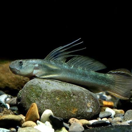 Jual Goby Sicyopterus longifilis - Threadfin - Kota Depok - Aqualaku ...