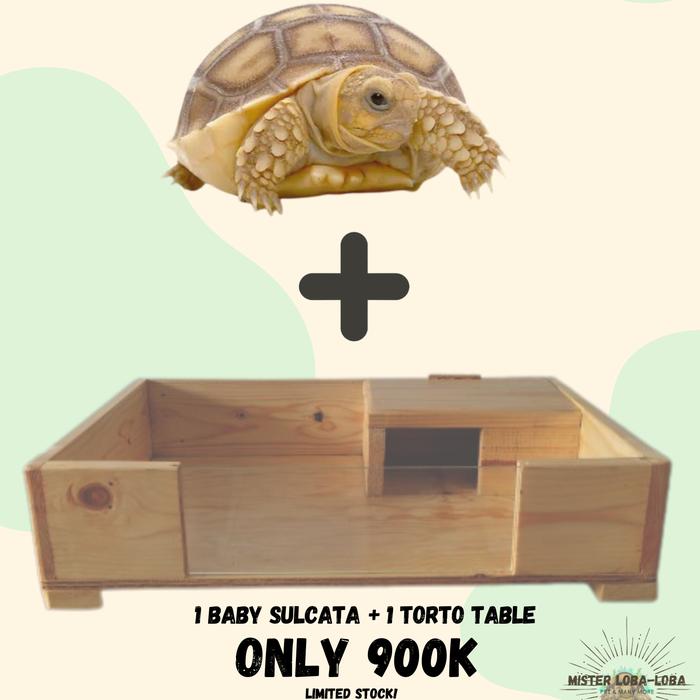 Jual baby sulcata paket kandang torto table - Jakarta Selatan - Mister ...