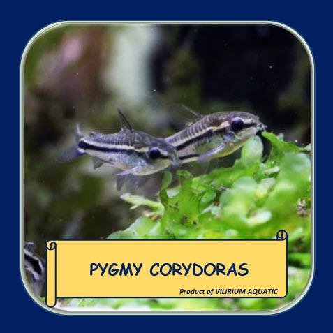 Jual IKAN HIAS AIR TAWAR - PYGMY CORYDORAS aka PYGMY CATFISH - Jakarta ...