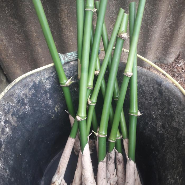 Jual bibit bambu ampel hijau / bibil bonggol ampel hijau - Kab. Bandung ...